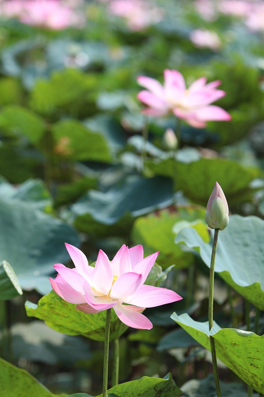 Flowers Lotus Pond - Free photo on Pixabay