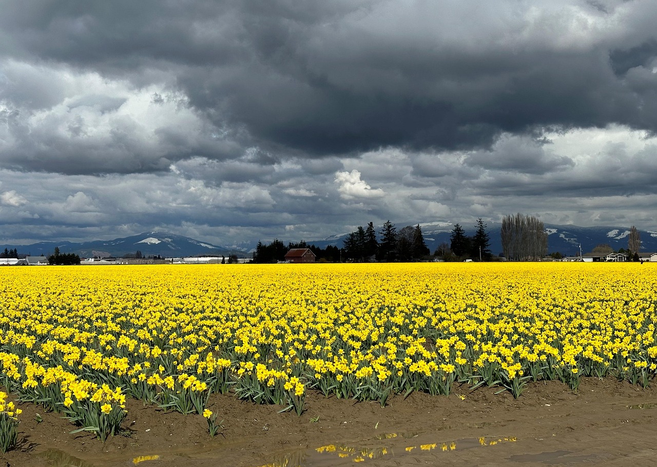Flowers Field Agriculture - Free photo on Pixabay - Pixabay