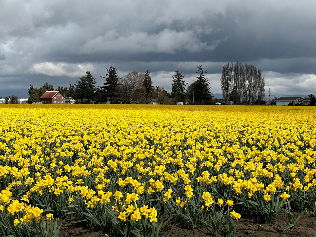 Flowers Field Agriculture - Free photo on Pixabay - Pixabay