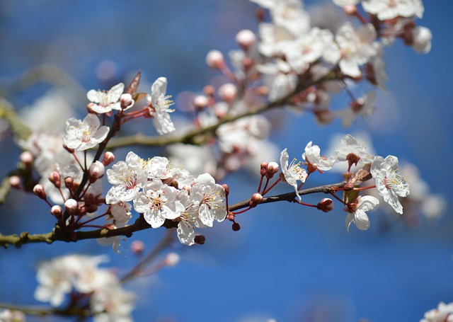 Fleurs De Cerisier Arbre Bourgeon - Photo gratuite sur Pixabay - Pixabay