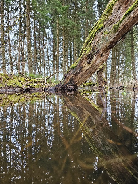 Agua Bosque Naturaleza - Foto gratis en Pixabay - Pixabay