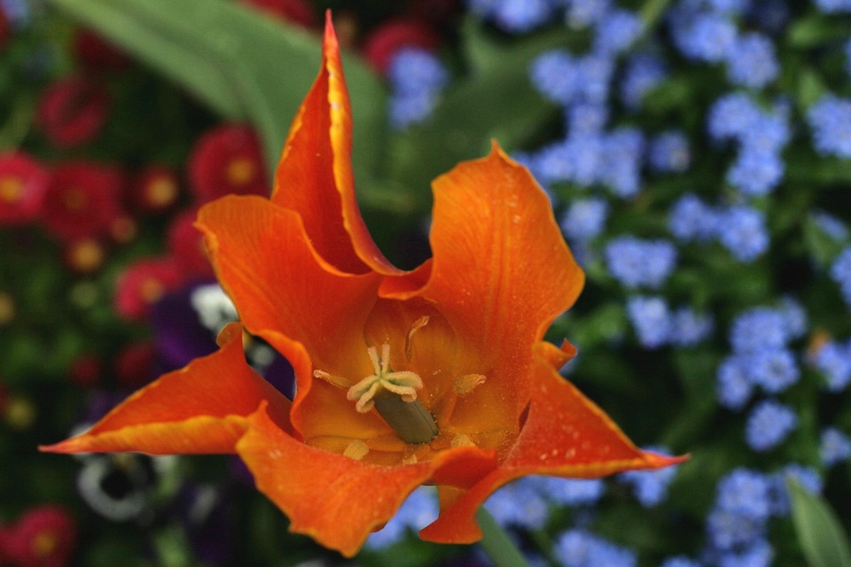 Bunga Tulip Bentuk Budidaya Putik - Foto gratis di Pixabay - Pixabay