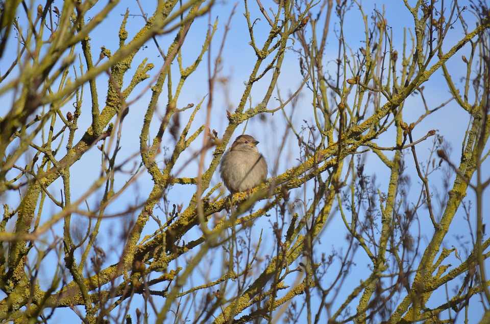 Sparrow House Bird Free Photo On Pixabay