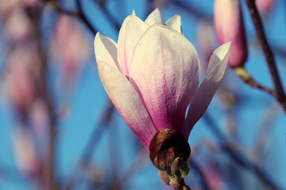 Flower Magnolia Growth - Free photo on Pixabay