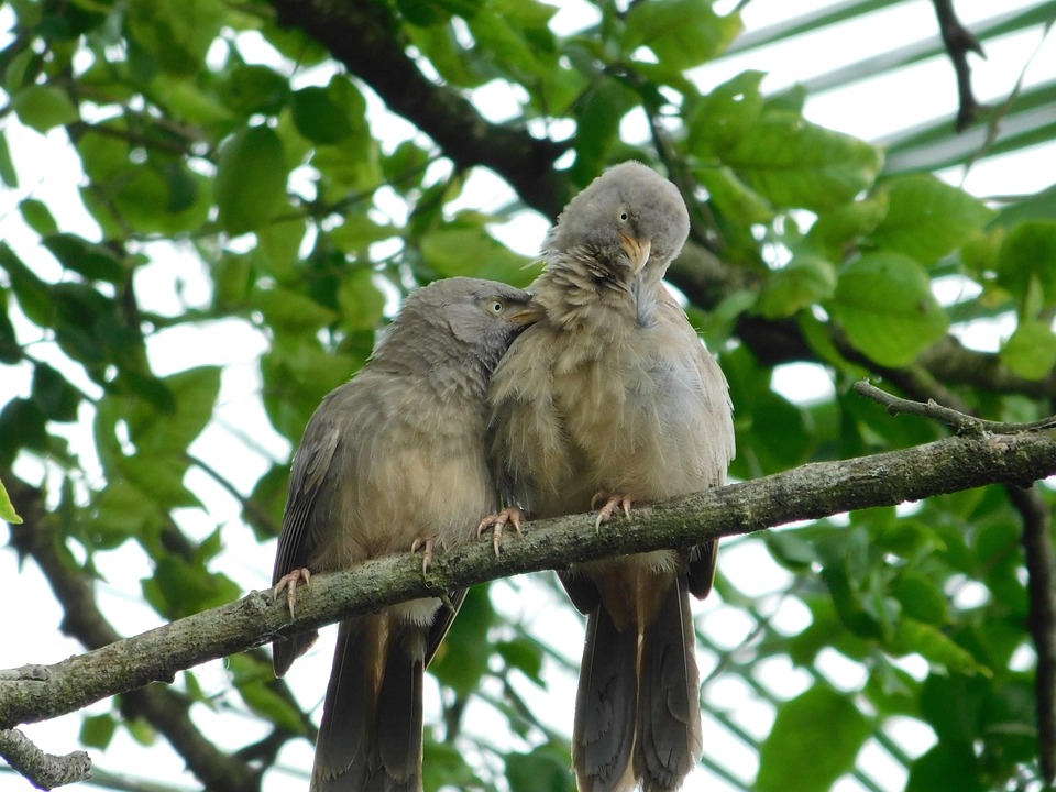 Bird Couple Lovers - Free photo on Pixabay