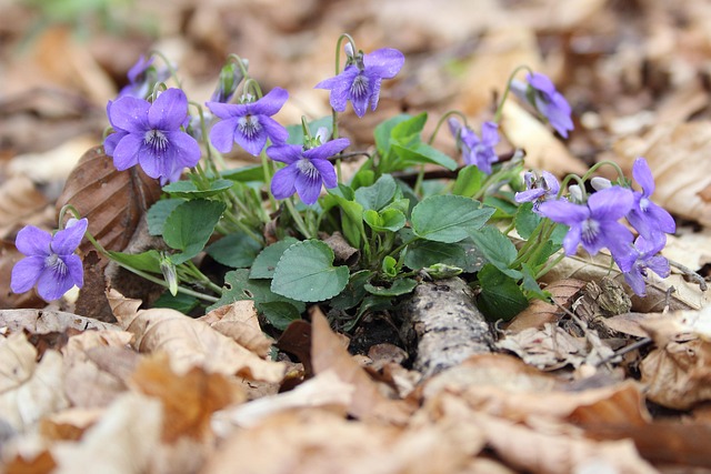 Violet Chien Violette Fleurs De - Photo gratuite sur Pixabay - Pixabay