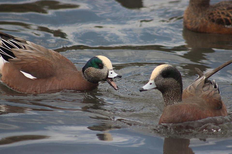 Duck Bird Waterfowl - Free photo on Pixabay - Pixabay