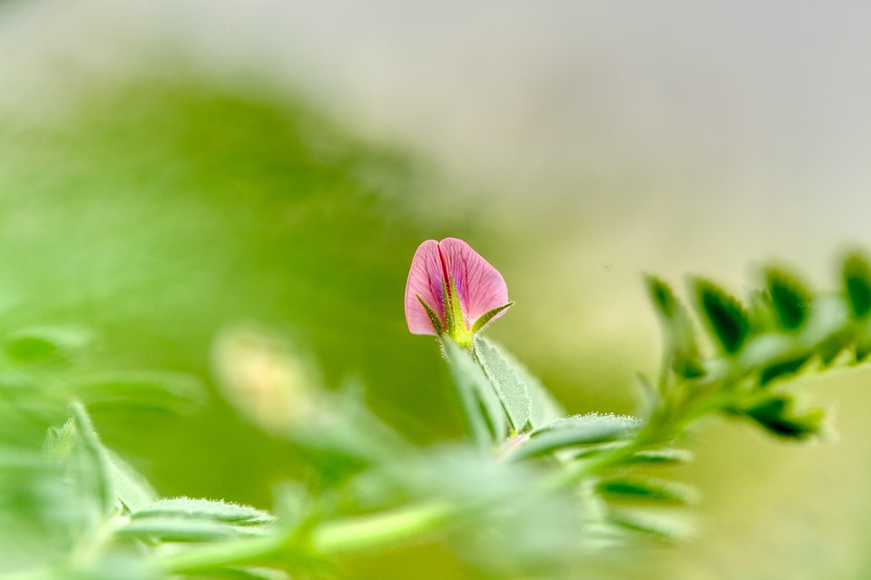 Chickpea Flower Fabaceae - Free photo on Pixabay - Pixabay