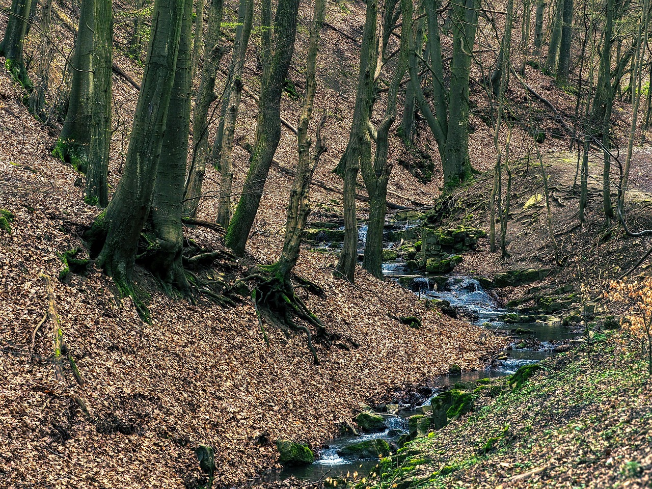 Bachlauf Fluss Wald - Kostenloses Foto auf Pixabay - Pixabay