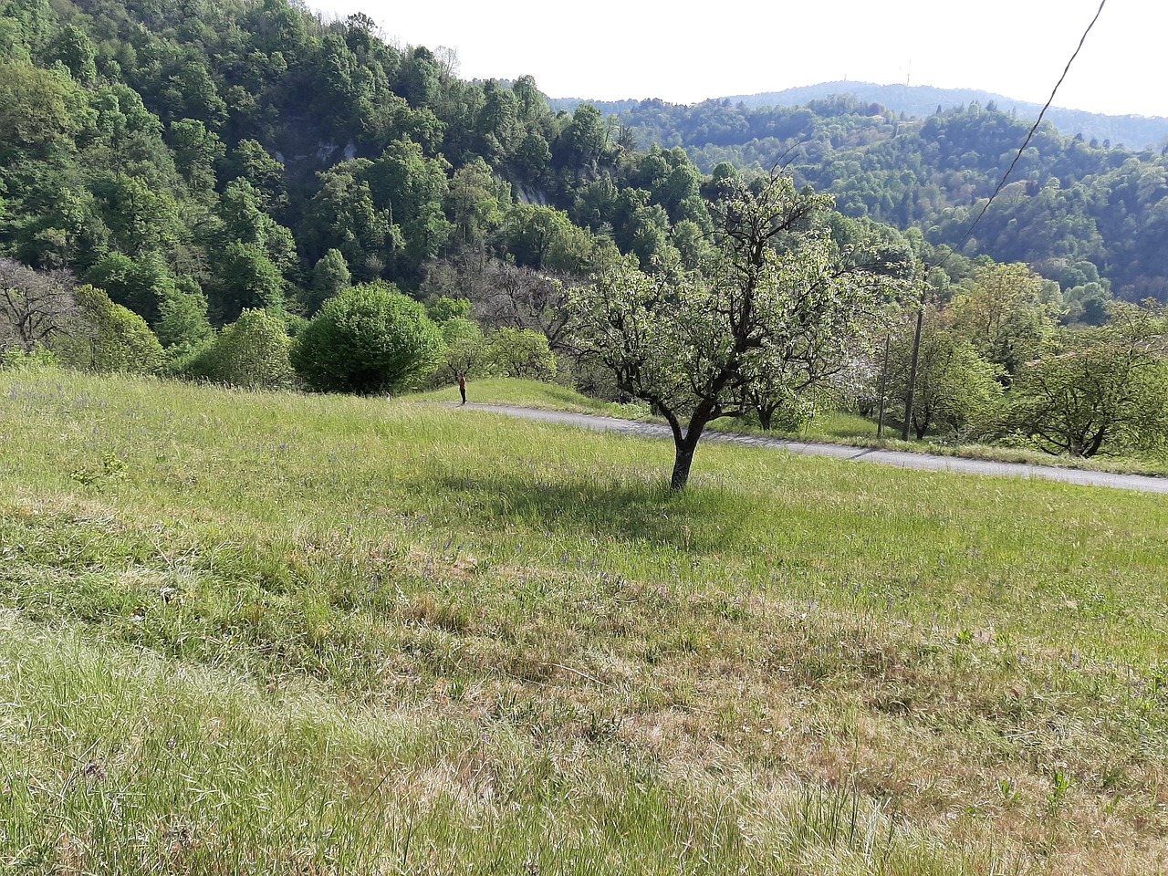 Été La Nature - Photo gratuite sur Pixabay - Pixabay