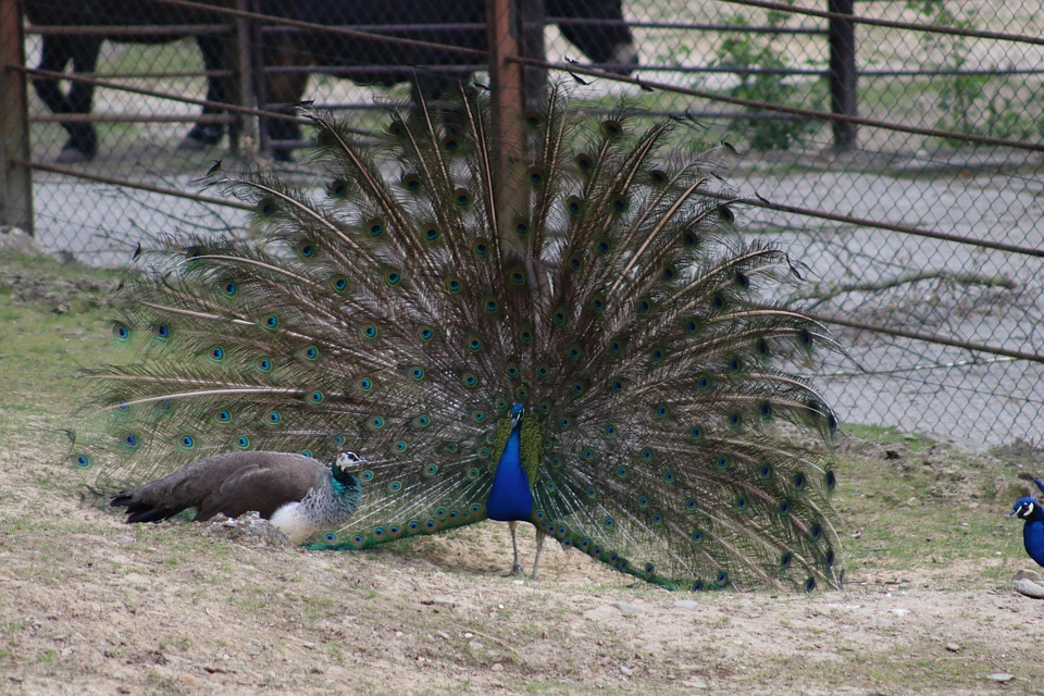 Peacock Bird Feathers - Free photo on Pixabay