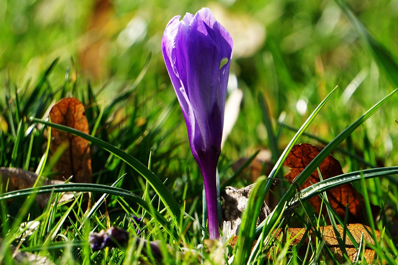 Fleur Crocus Plantes - Photo gratuite sur Pixabay - Pixabay