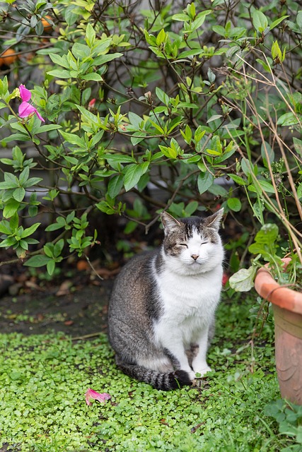 Cat Kitten Garden - Free photo on Pixabay