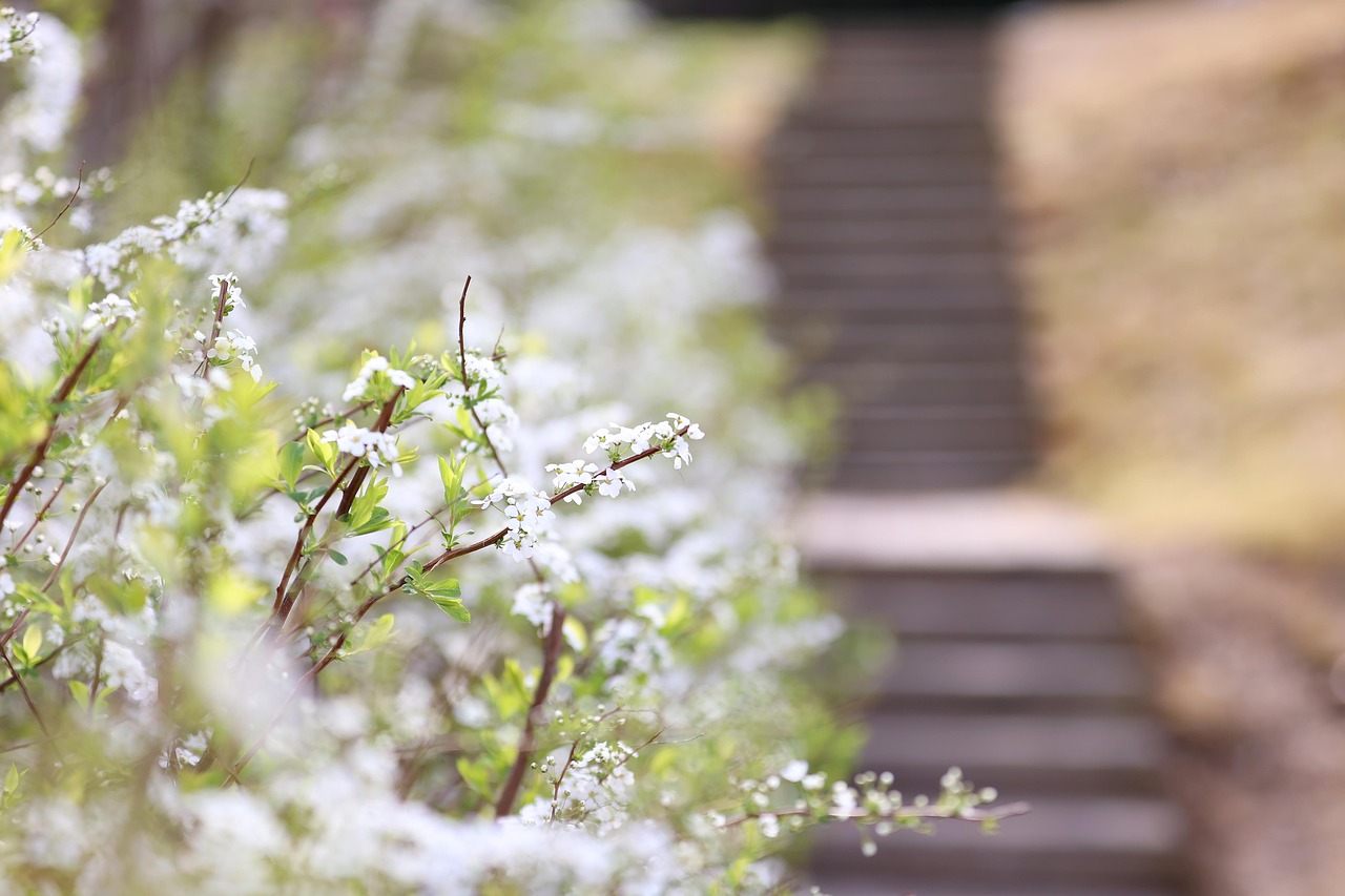 Fleurs Blanches Prairie Le - Photo gratuite sur Pixabay - Pixabay