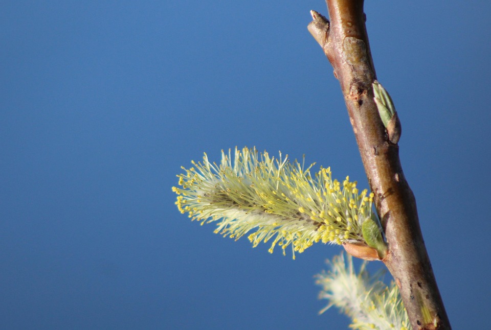 Willow Catkins Spring - Free photo on Pixabay