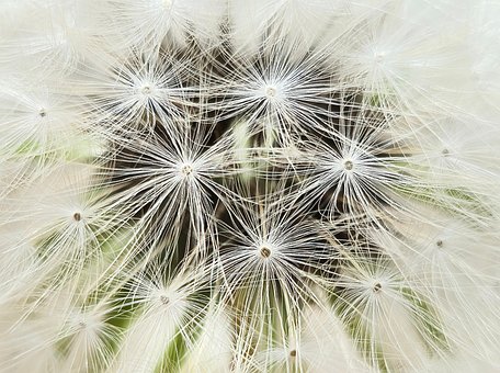 Dandelion Heaven Flower - Free photo on Pixabay