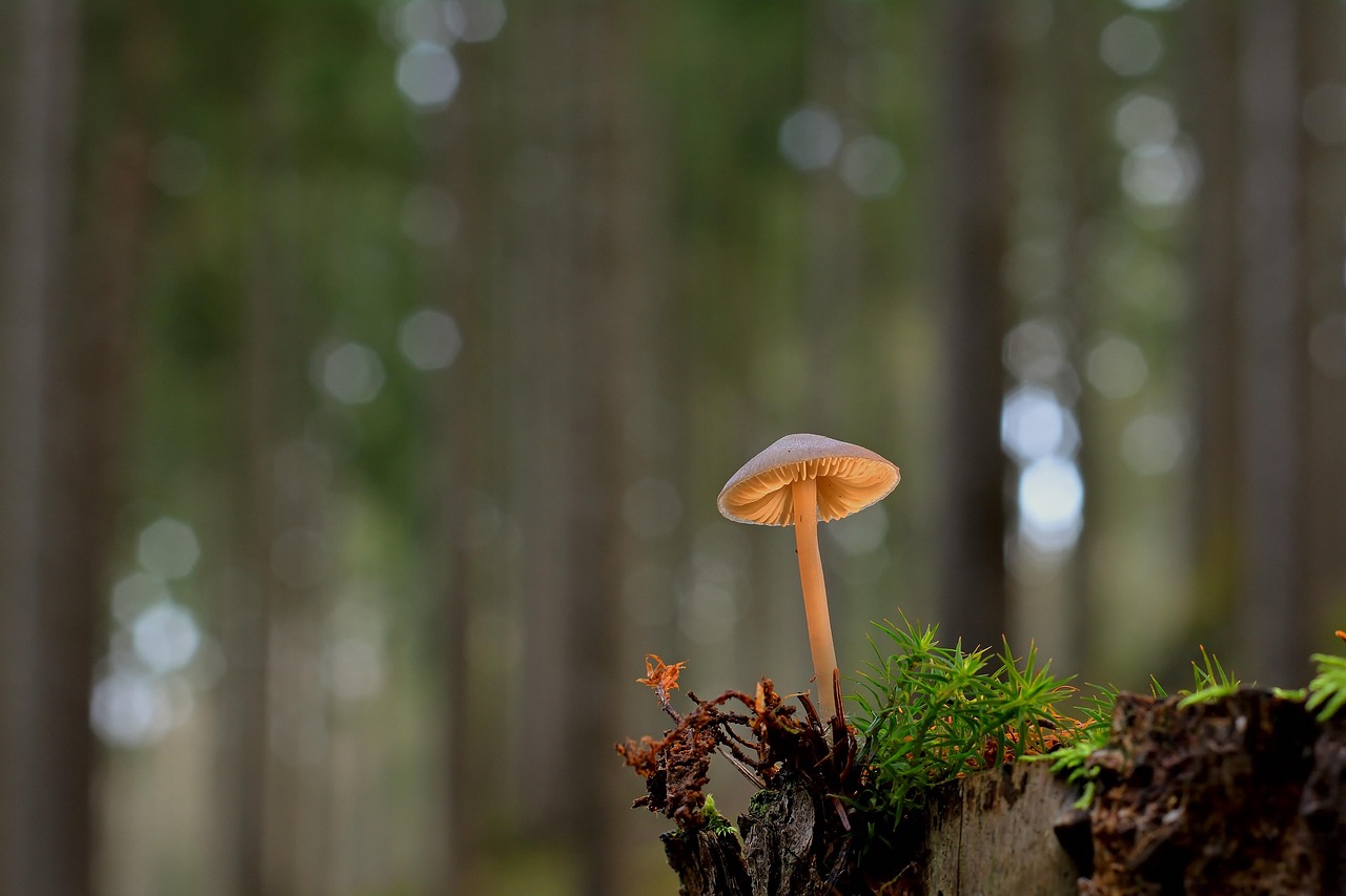Mushroom Root Moss Forest - Free photo on Pixabay - Pixabay
