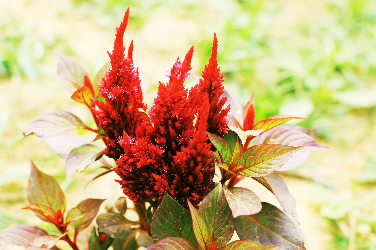 Flower Wildlife Green - Free photo on Pixabay - Pixabay