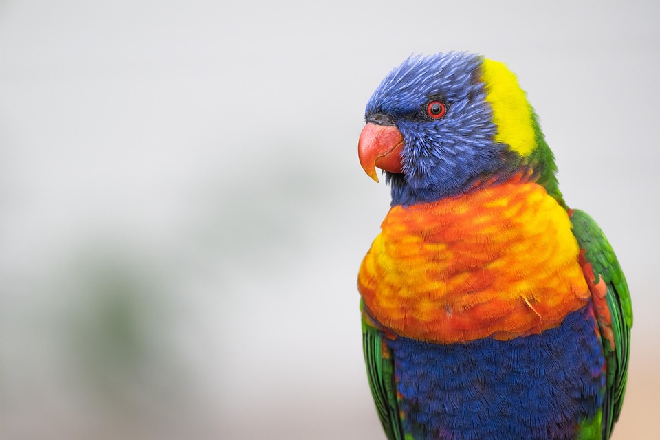 Rainbow Lorikeet Parrot Bird - Free photo on Pixabay