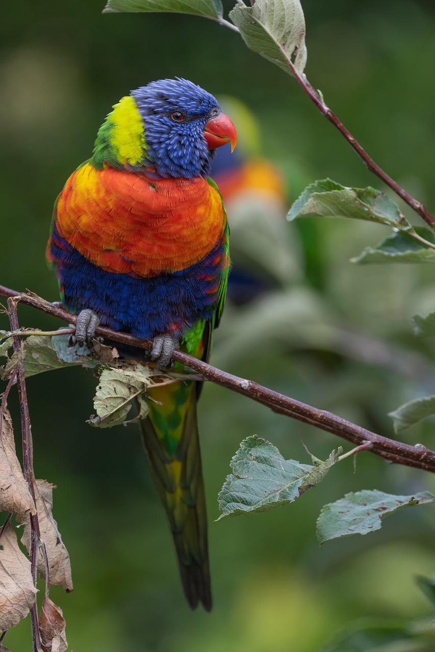 3,000+ Free Rainbow Lorikeet & Parrot Photos - Pixabay