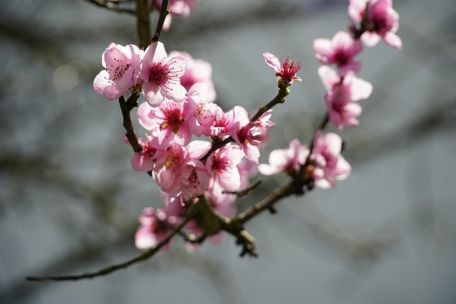 Fiori Primavera Stagione Di - Foto gratis su Pixabay
