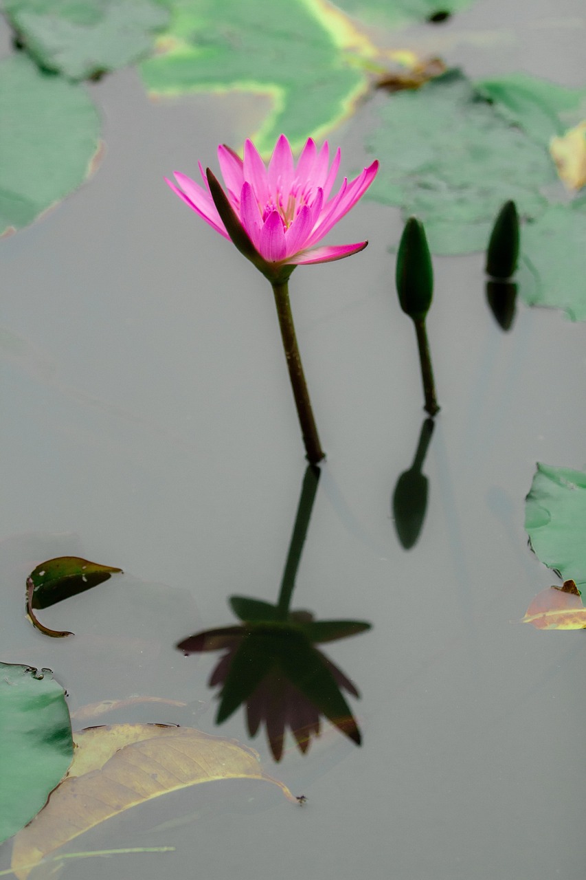 Flower Lotus Botany - Free photo on Pixabay - Pixabay
