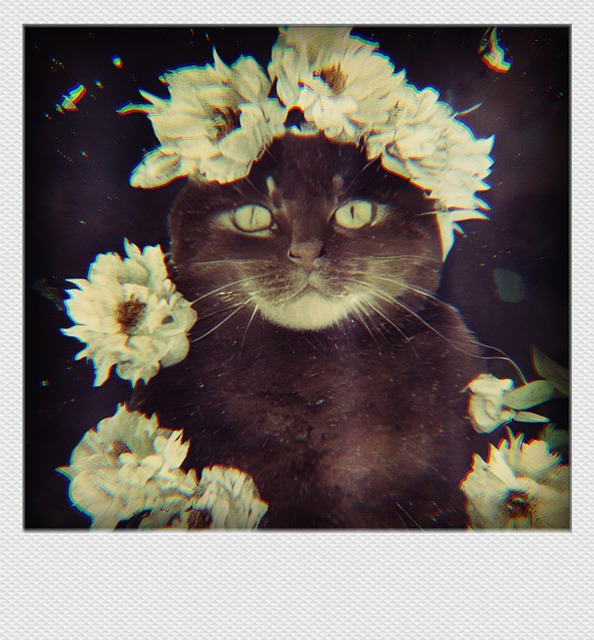 Vintage Polaroid Katt Kattporträtt - Gratis foto på Pixabay - Pixabay