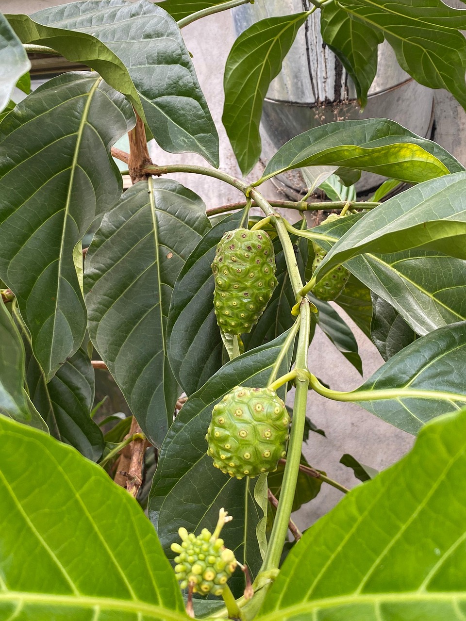 Fruta Comida Dulce - Foto gratis en Pixabay - Pixabay Fruta Comida Dulce - Foto gratis en Pixabay - Pixabay
