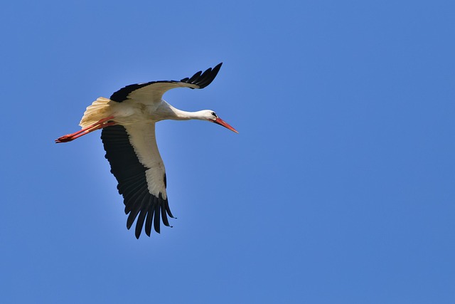 Cigogne Oiseau Animal - Photo gratuite sur Pixabay