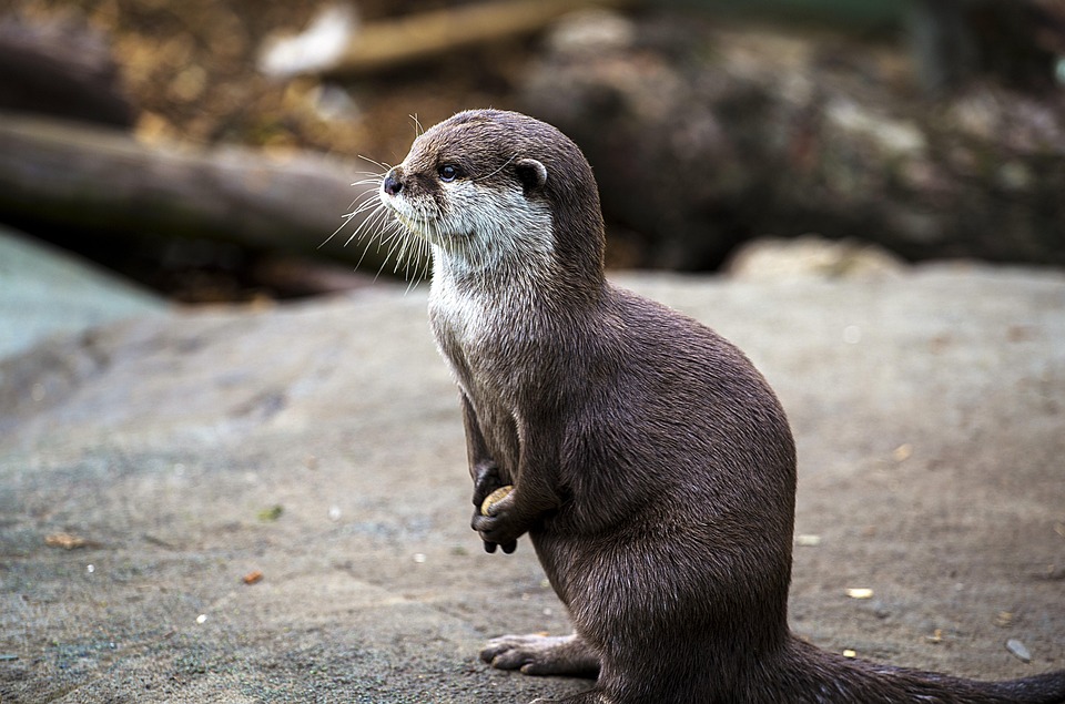 Loutre Animal Nature - Photo gratuite sur Pixabay