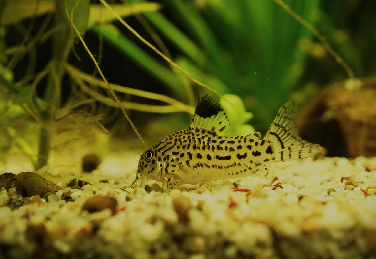 Pictus Steinbit