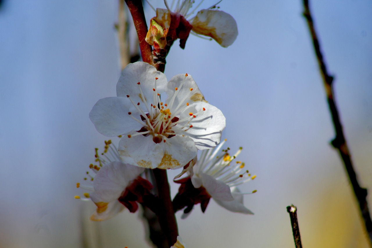 Apricot Blossoms Petals April - Free photo on Pixabay - Pixabay