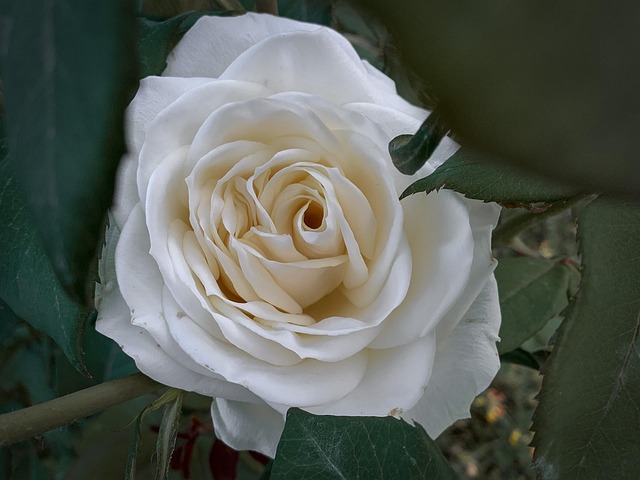Rose Blanche Fleur - Photo gratuite sur Pixabay - Pixabay