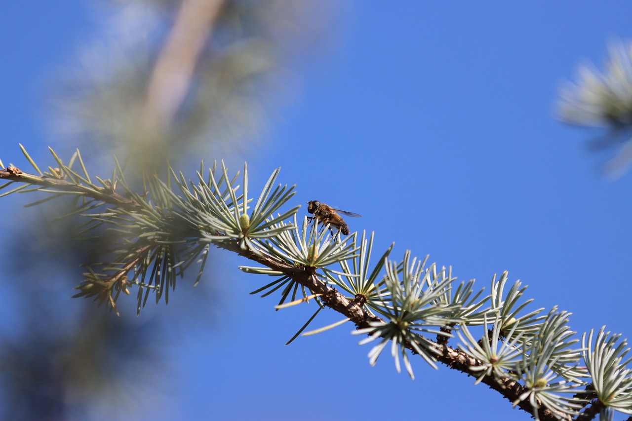 Hover Fly Insect - Free photo on Pixabay - Pixabay
