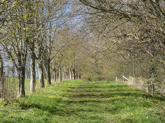 Trees Path Flowers - Free photo on Pixabay - Pixabay