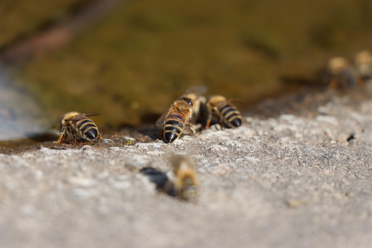 Bees Honey Insects - Free photo on Pixabay - Pixabay
