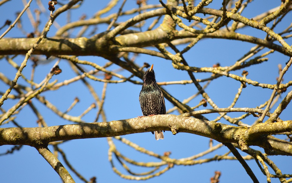 Bird Ornithology Star - Free photo on Pixabay
