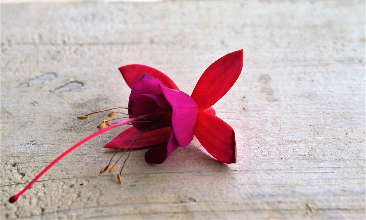 Fuchsia Fleur Floral - Photo gratuite sur Pixabay - Pixabay