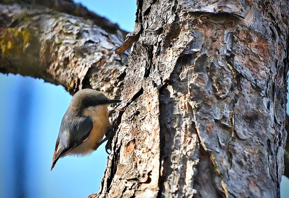 Bird Pygmy Nuthatch Wildlife - Free photo on Pixabay - Pixabay