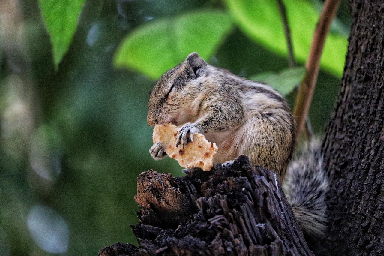 Natureza Animal Roedor - Foto gratuita no Pixabay - Pixabay