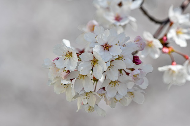 Planta Flores Cerezo - Foto gratis en Pixabay - Pixabay