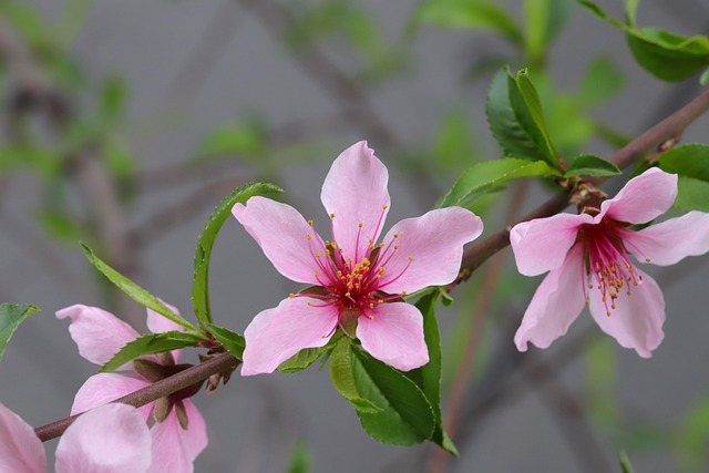 Spring Flowers Flower - Free photo on Pixabay