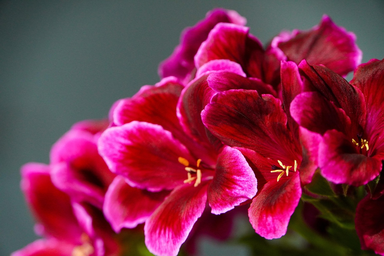 Purple Geranium Flowers Nature - Free photo on Pixabay