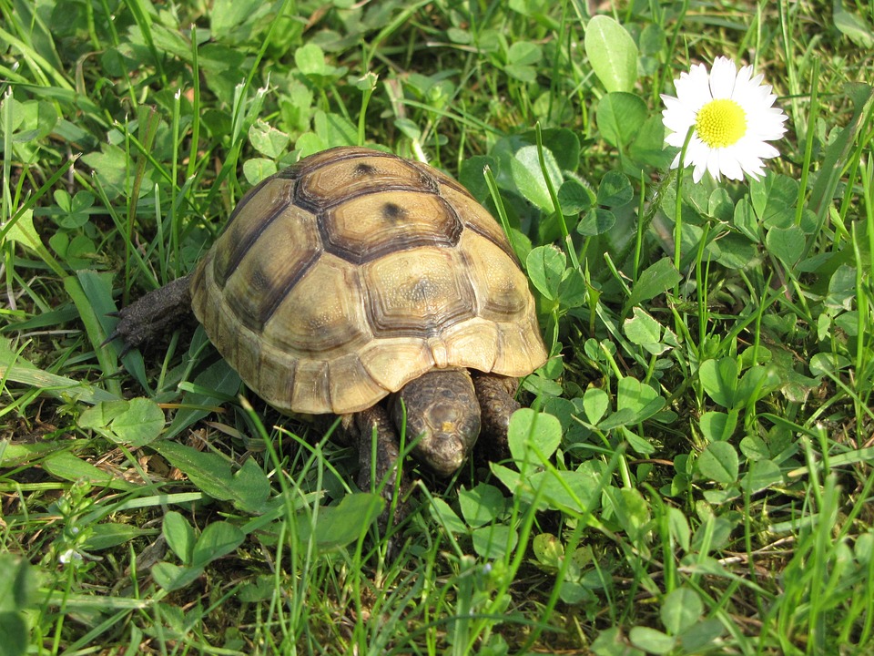Schildkröte Turtle Reptil - Kostenloses Foto auf Pixabay - Pixabay