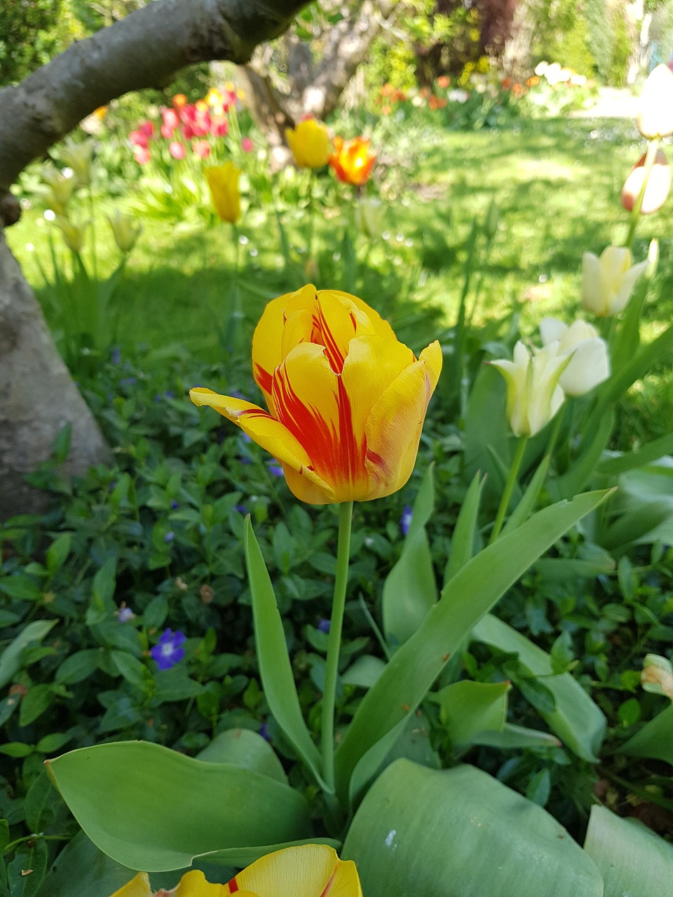 Tulip Two-Tone Spring - Free photo on Pixabay - Pixabay