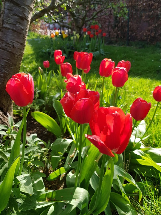 Tulip Bunga-Bunga Kebun Musim - Foto gratis di Pixabay