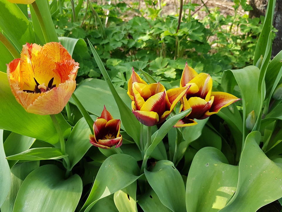 Tulip Bunga-Bunga Kelopak - Foto gratis di Pixabay - Pixabay