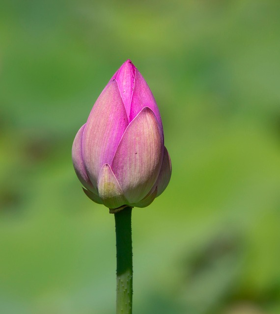 Flower Bud Lotus - Free photo on Pixabay