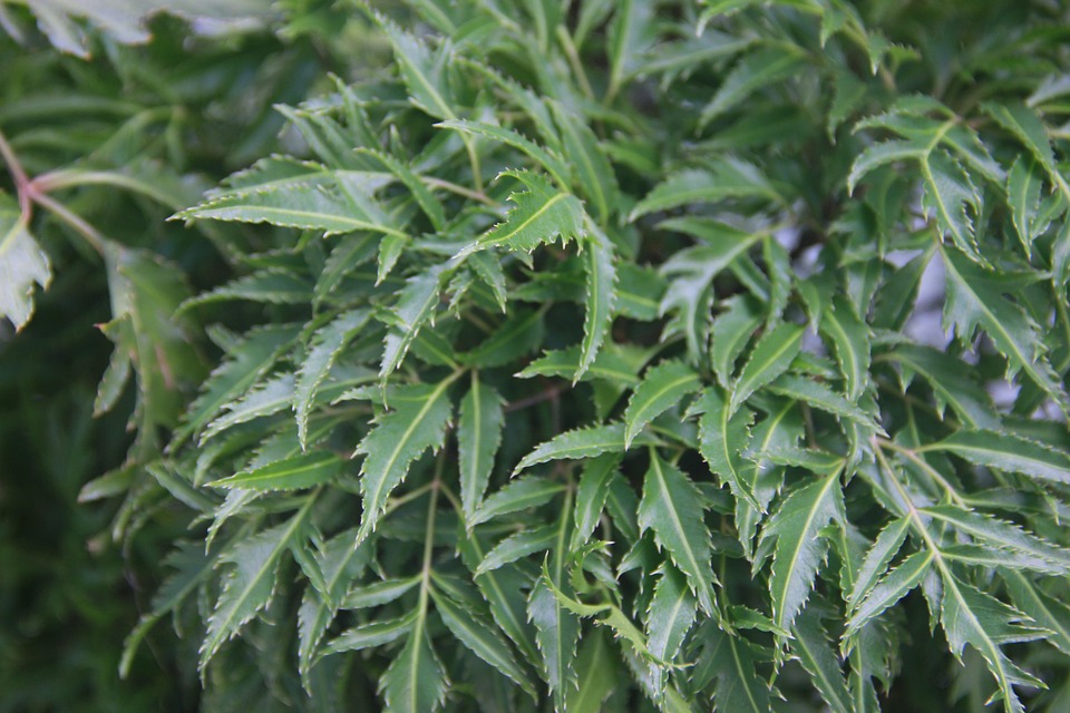 Ming Aralia Hijau Daun-Daun - Foto gratis di Pixabay