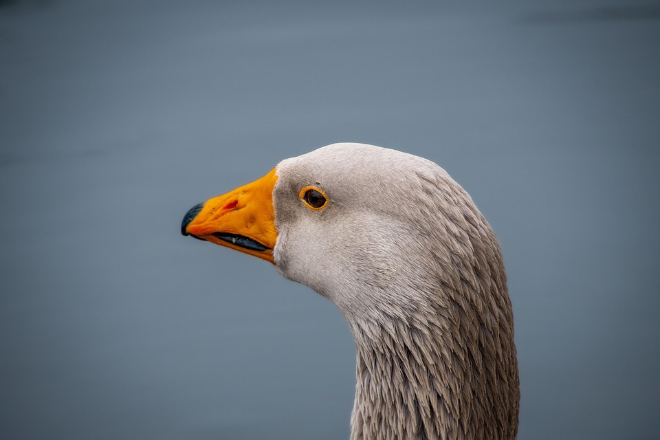 Bird Goose Ornithology - Free photo on Pixabay - Pixabay